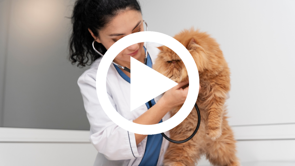 Tos en el gato - Ifevet Streaming